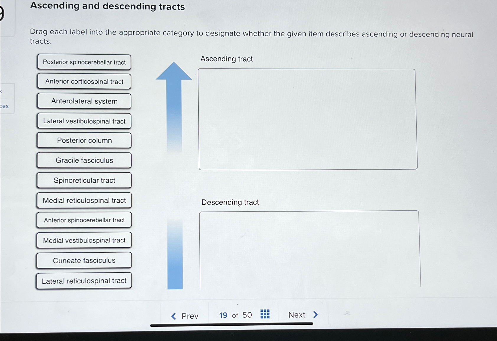 Solved Ascending and descending tractsDrag each label into | Chegg.com