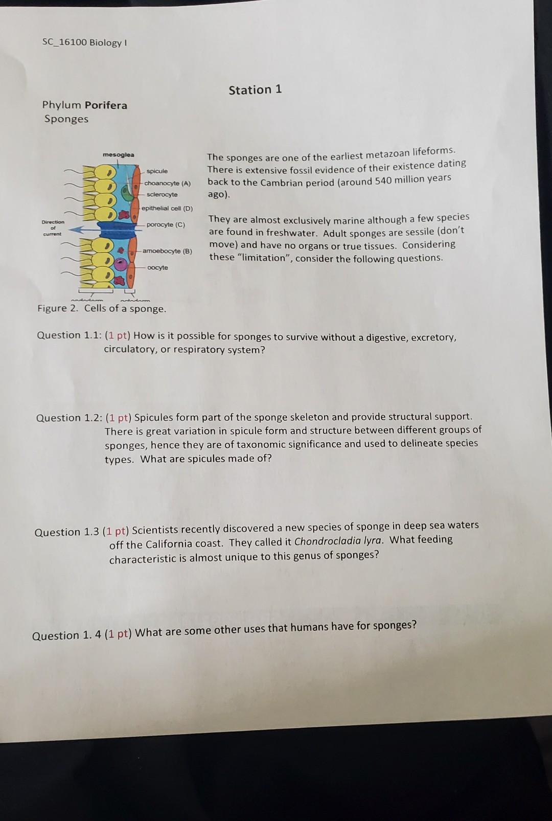 Solved SC_16100 Biology Station 1 Phylum Porifera Sponges | Chegg.com