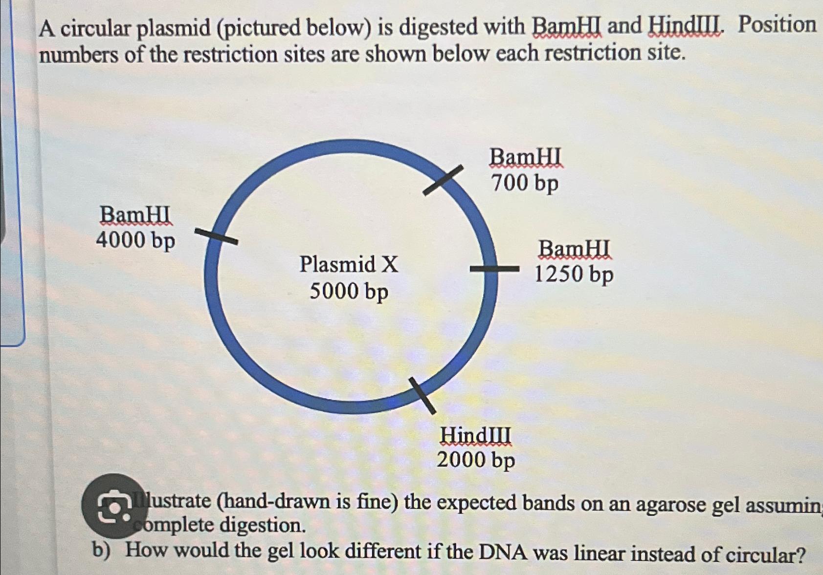 Solved A circular plasmid (pictured below) ﻿is digested with | Chegg.com