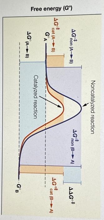 Solved Reaction coordinate Looking at the attached graph, | Chegg.com