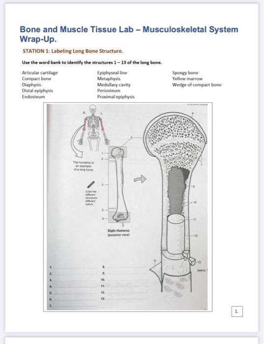 Solved Bone and Muscle Tissue Lab - Musculoskeletal System | Chegg.com