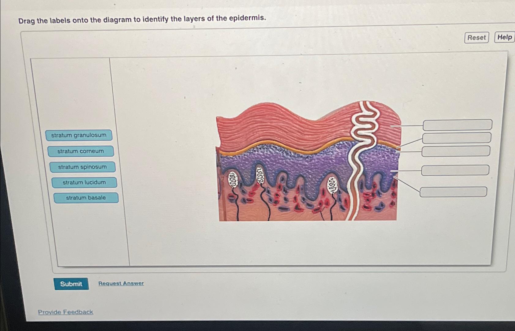 Solved Drag the labels onto the diagram to identify the | Chegg.com