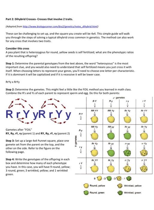 Solved Part 2: Dihybrid Crosses-Crosses that involve 2 | Chegg.com
