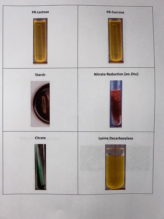 OF-Glucose MR VP Catalase మv.cr Oxidase PR-Glucose | Chegg.com