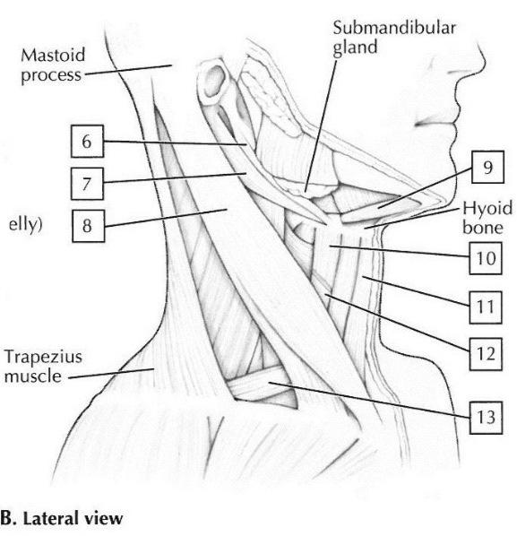 Solved Submandibular gland Mastoid process 6 9 7 elly) Hyoid | Chegg.com