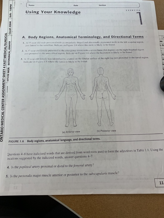 Solved buccal 25. Pertaining to the cheek 26. Pertaining to | Chegg.com