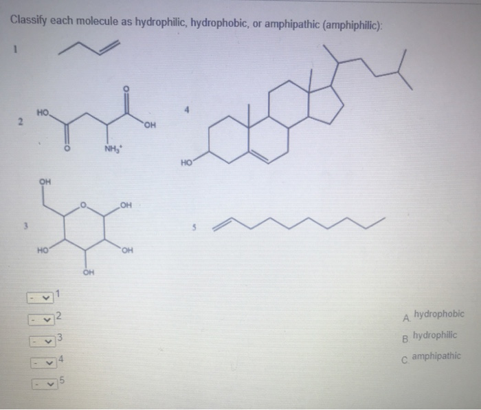 Solved Classify each molecule as hydrophilic, hydrophobic, | Chegg.com