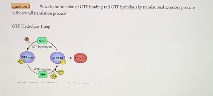 Solved Question 2 What is the function of GTP binding and | Chegg.com