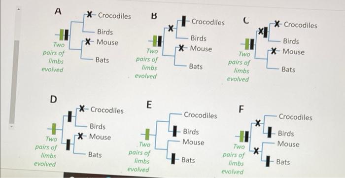 Solved A X-Crocodiles B Crocodiles C X Crocodiles Birds X | Chegg.com