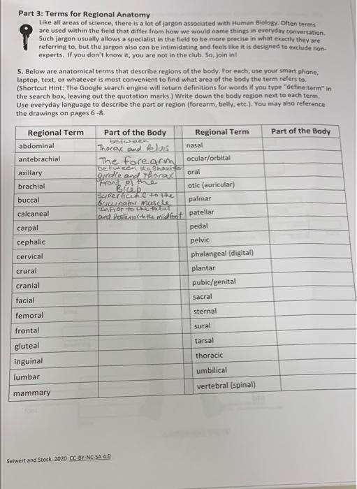 Solved Part 3: Terms for Regional Anatomy Like all areas of | Chegg.com