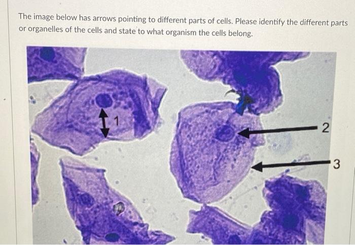 Solved The image below has arrows pointing to different | Chegg.com