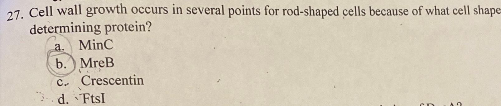 Solved Cell wall growth occurs in several points for | Chegg.com