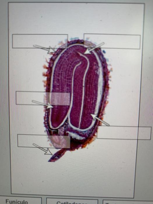 Solved Funiculo co | Chegg.com