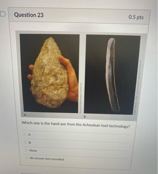 Solved Question 21 05 Pts Sagittal Keel B Which One Is Homo 7187