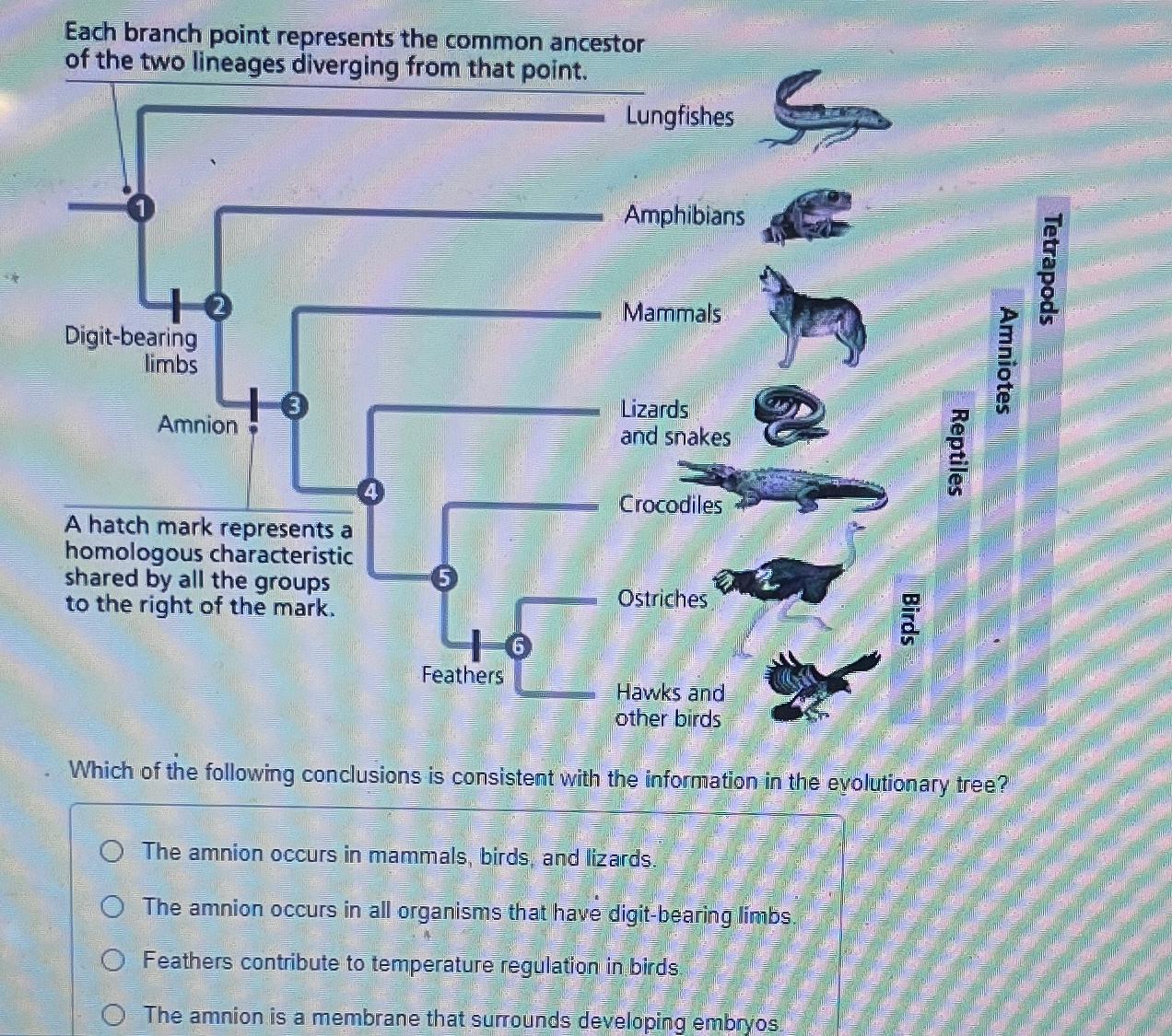 Solved Each branch point represents the common ancestor of | Chegg.com
