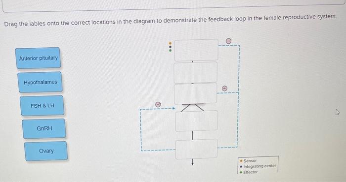 Solved Drag the lables onto the correct locations in the | Chegg.com Solved Drag the lables onto the correct locations in the | Chegg.com
