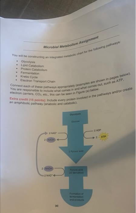 Solved Microbial Metabolism Ason - Lipia Catabolism - | Chegg.com