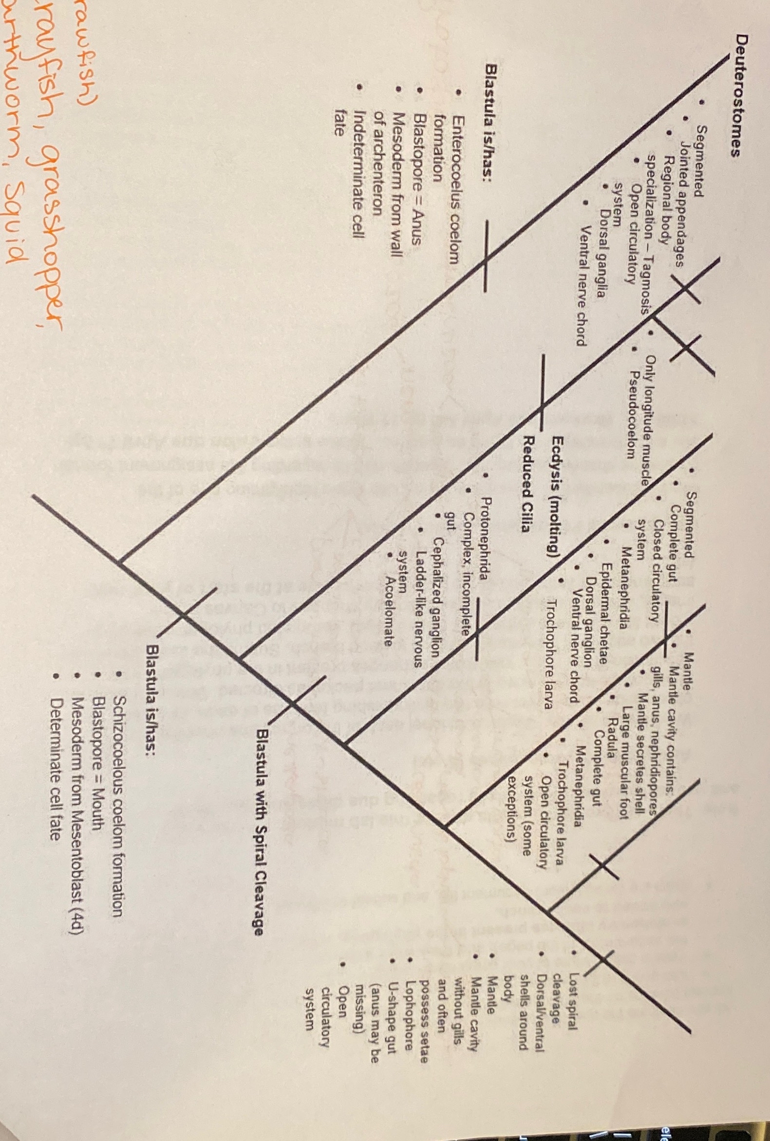As you examine the specimens (slides, ﻿whole | Chegg.com