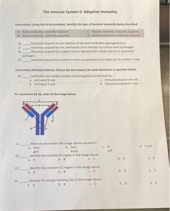 Solved The Immune System II: Adaptive Immunity Instructions: | Chegg.com