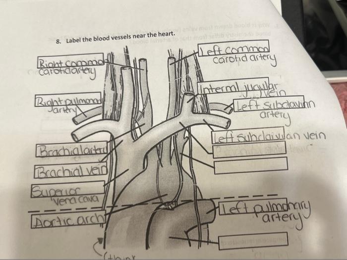 Solved What are the blood vessels near the heart? | Chegg.com
