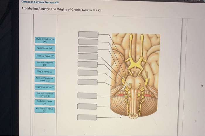 Solved Art-labeling Activity: Superior Surface Structures of | Chegg.com