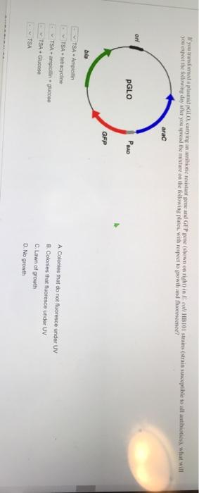 Solved If you transplami pOLO carrying an antic resistant | Chegg.com