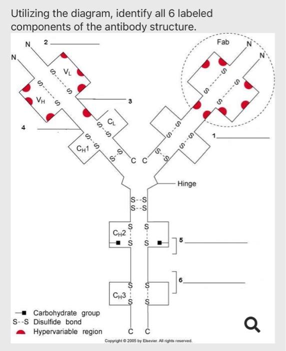 Solved Utilizing the diagram, identify all 6 labeled | Chegg.com