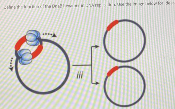 Solved Define the function of the DnaB hexamer in DNA | Chegg.com