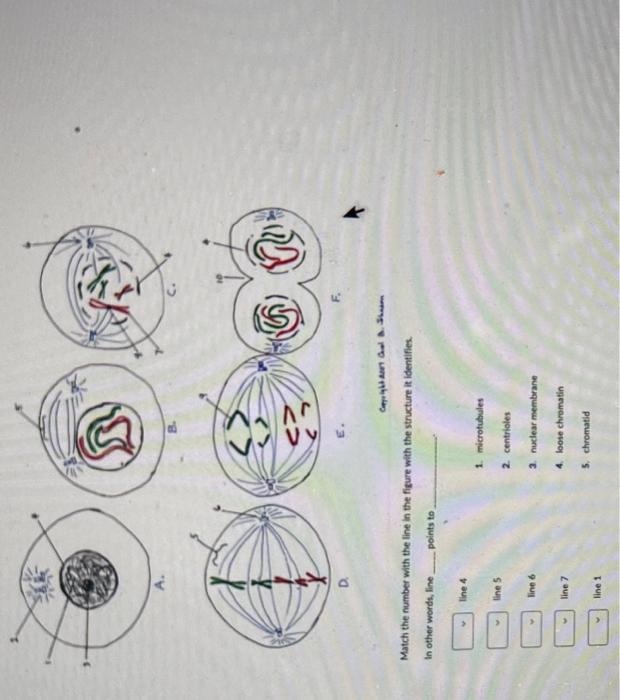Solved D. E. Fs Match the number with the line in the figure | Chegg.com