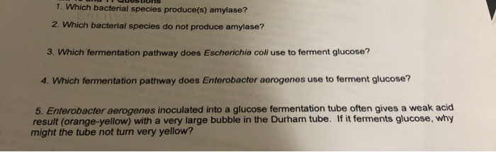 Solved TSI results organism Alcaligenes faecalis Escherichia | Chegg.com