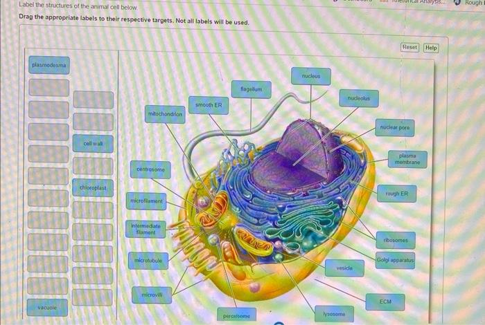 Solved Labei the structures of the arurnal cell below Drag | Chegg.com