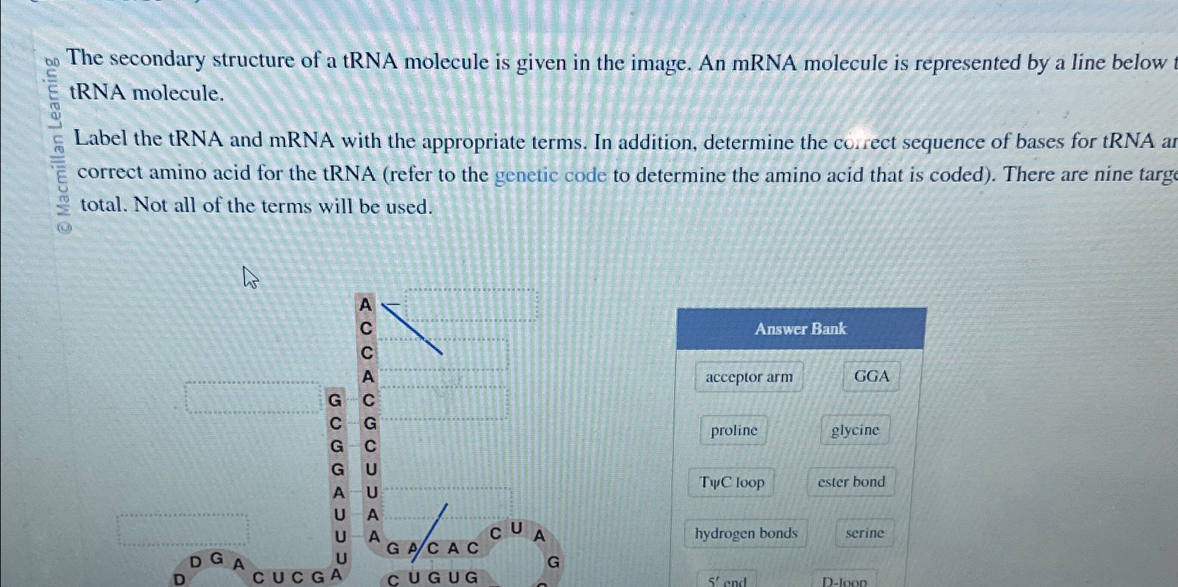 Solved The secondary structure of a tRNA molecule is given | Chegg.com