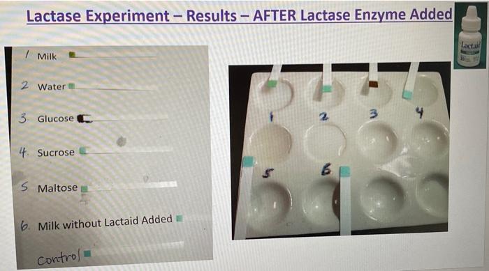 Solved Lactase Experiment This experiment we will test the | Chegg.com