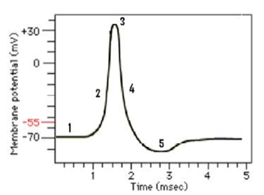 Solved At what point does potassium conductance approach its | Chegg.com
