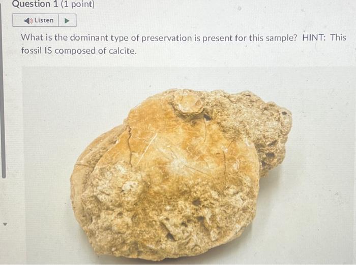 Solved What is the dominant type of preservation is present | Chegg.com