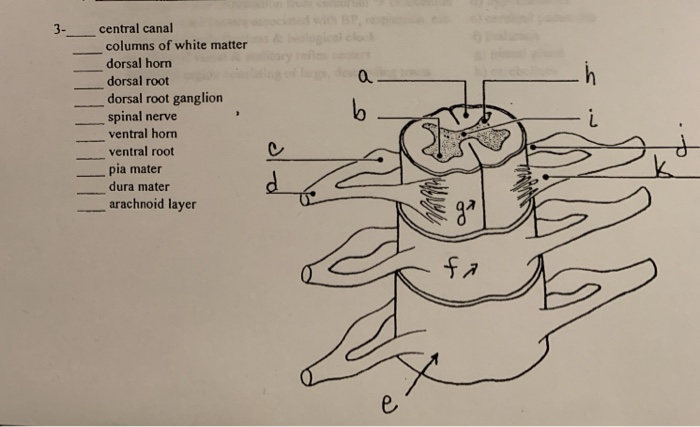 Solved 3- h central canal columns of white matter dorsal | Chegg.com