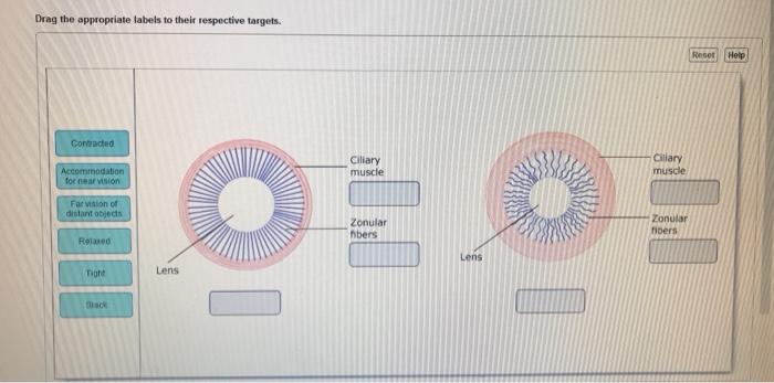 Solved Drag the appropriate labels to their respective | Chegg.com