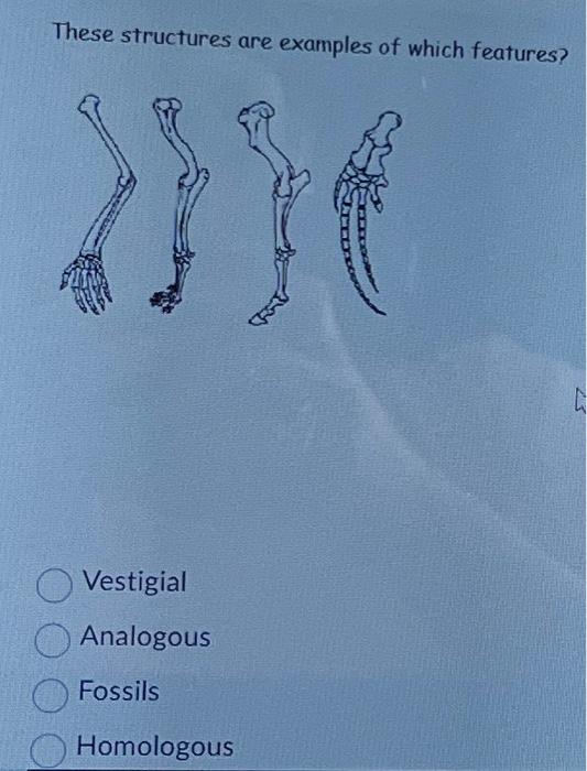 Solved These structures are examples of which features? | Chegg.com