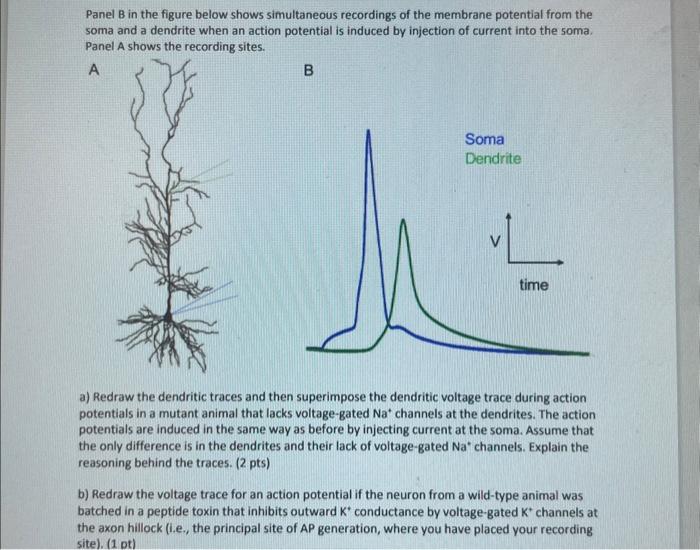 Solved Panel B in the figure below shows simultaneous | Chegg.com