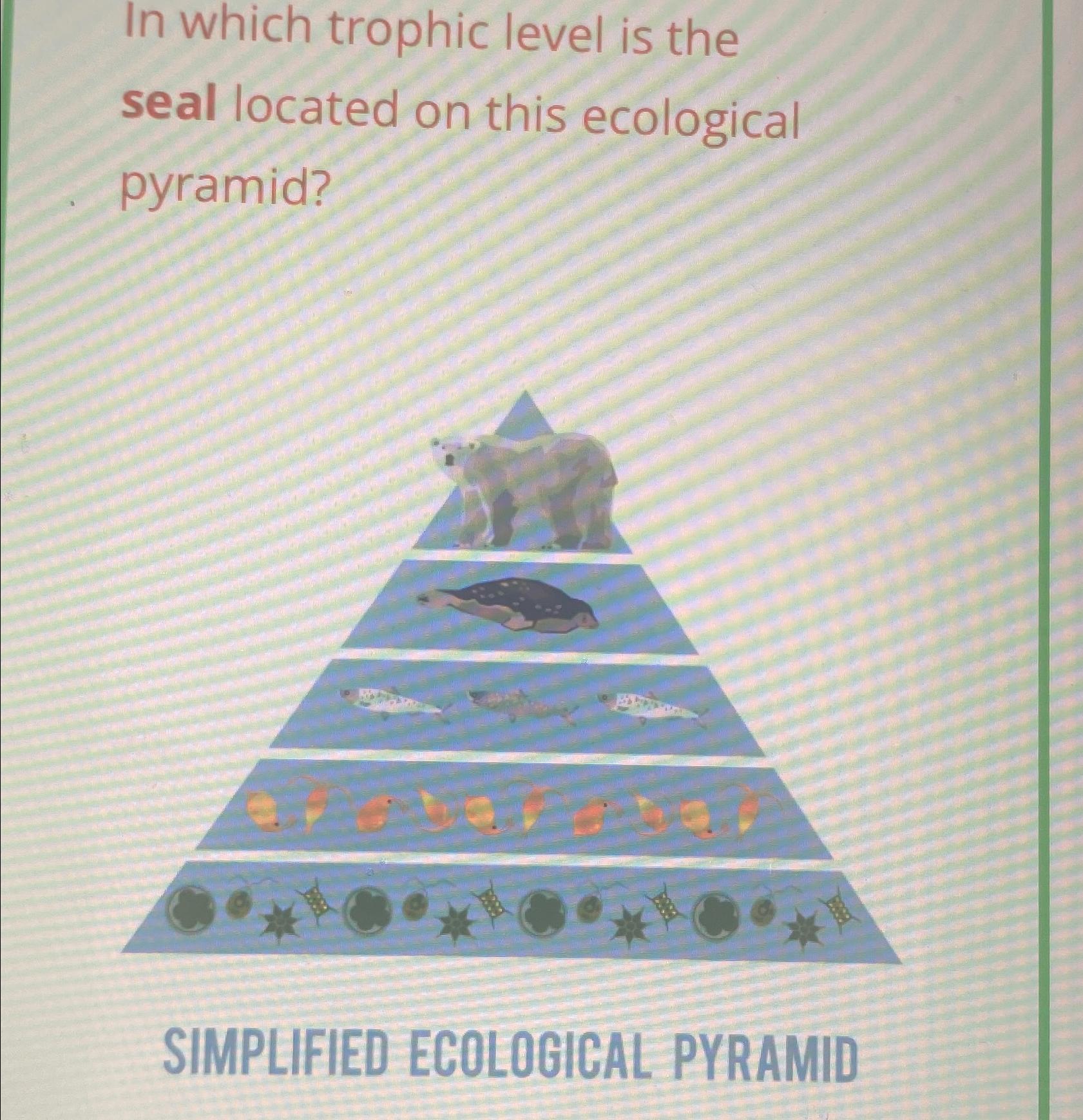 Solved In which trophic level is the seal located on this | Chegg.com