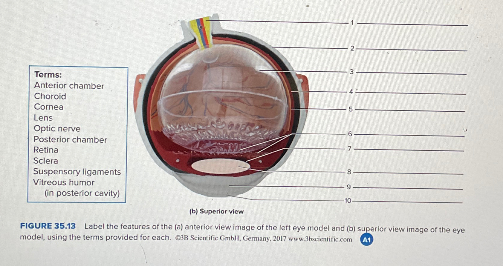 Solved FIGURE 35.13 ﻿Label the features of the (a) ﻿anterior | Chegg.com