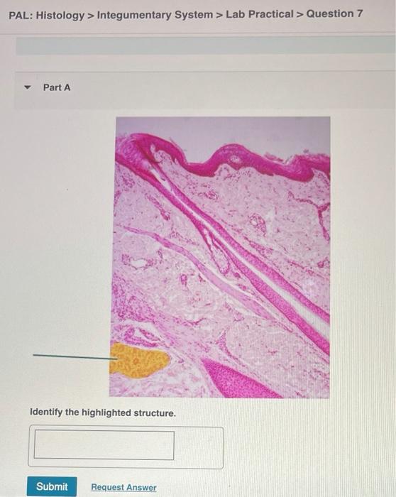 Solved PAL: Histology > Integumentary System > Lab Practical | Chegg.com