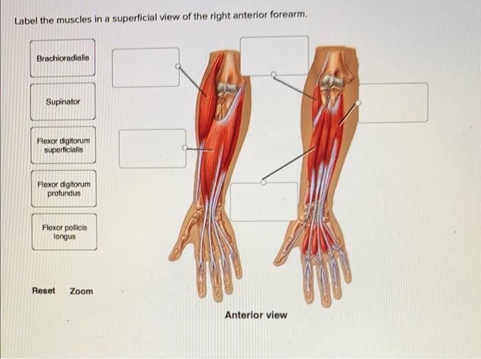 Solved Label the muscles in a superficial view of the right | Chegg.com