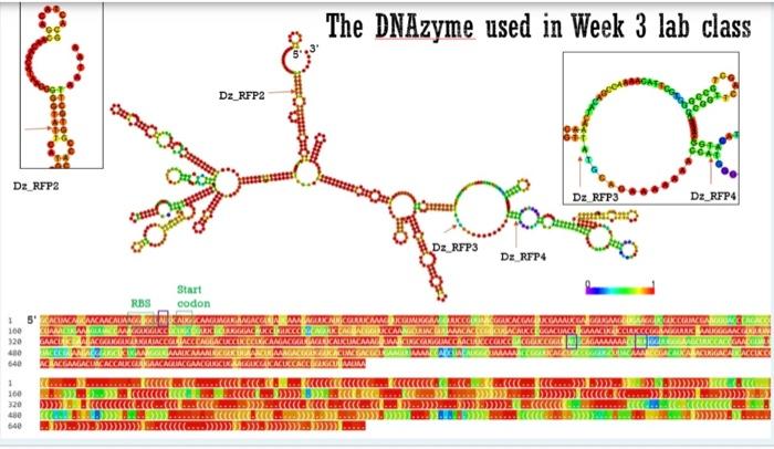Solved Need URGENT HELP with this molecular biology and | Chegg.com