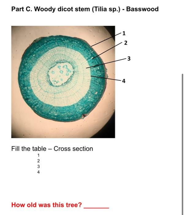 Solved Part C. Woody dicot stem (Tilia sp.) - Basswood 1 2 3 | Chegg.com