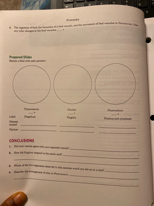 Solved Lab Section: Date: Name: 2 LABORATORY REPORT Protozoa | Chegg.com