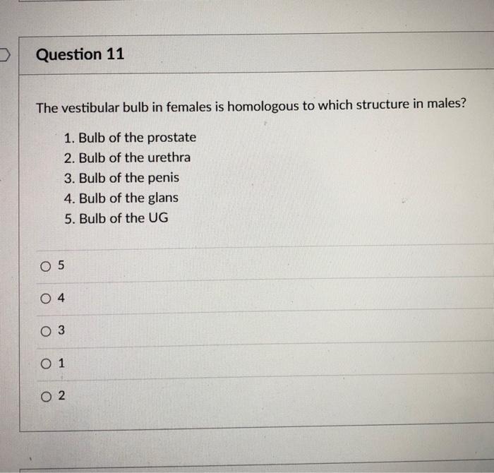 Solved Question 11 The vestibular bulb in females is | Chegg.com