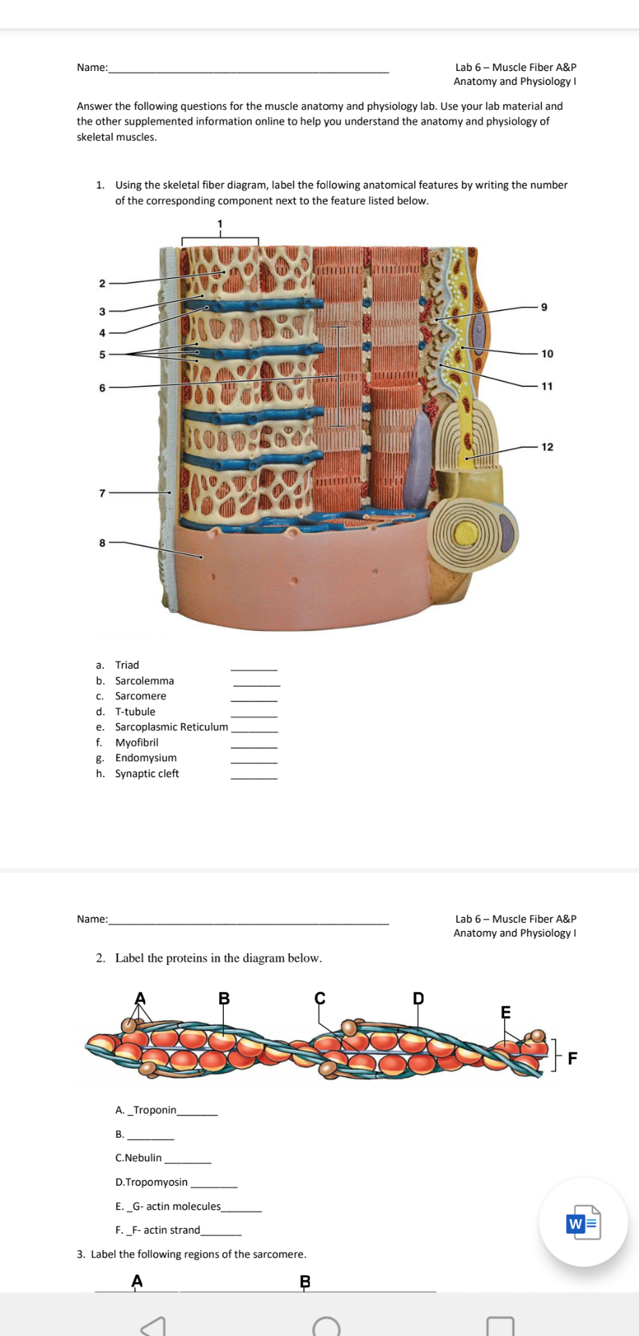 Solved Name: Lab 6 - Muscle Fiber A&P Anatomy and Physiology | Chegg.com