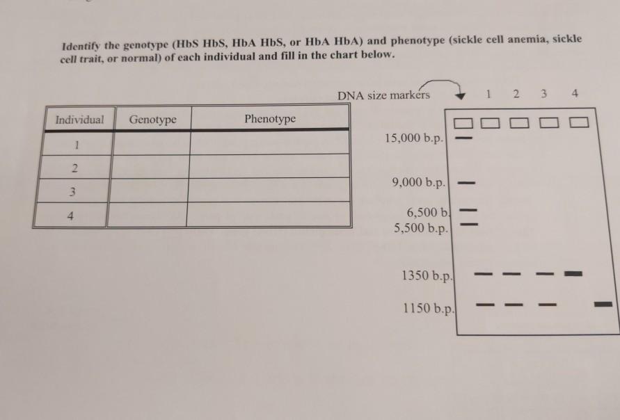 Solved Identify the genotype (HbS HbS, HbA HbS, or HbA HbA) | Chegg.com