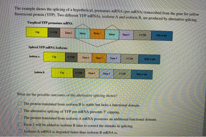 Solved The example shows the splicing of a hypothetical. | Chegg.com